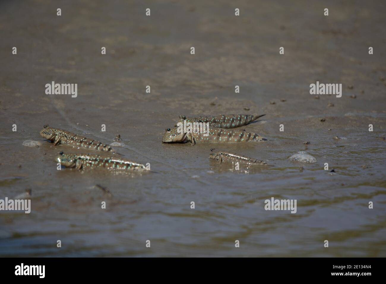 Mudskippers amphibious fish of the family Oxudercidae, Kolkatta, West ...