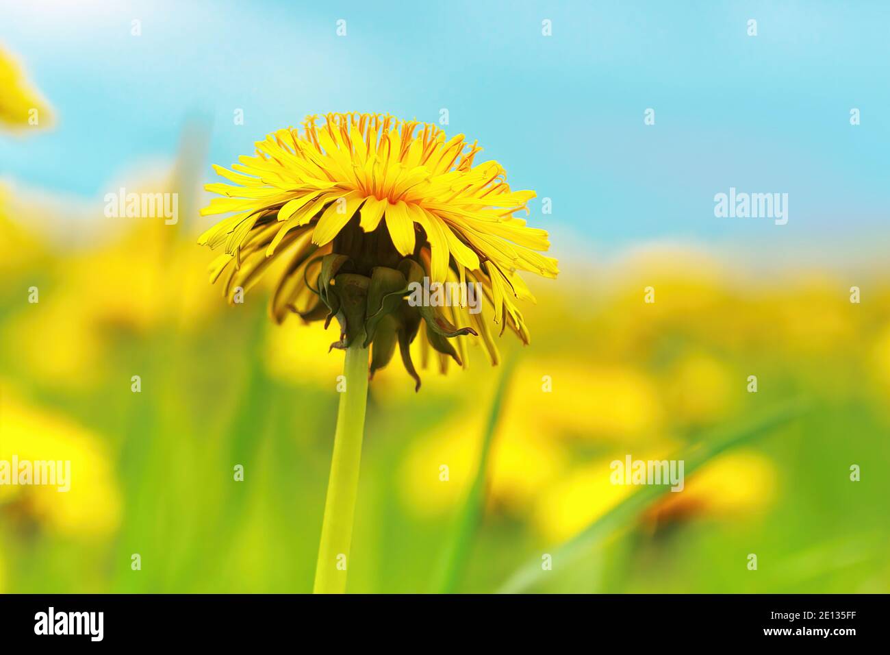 Yellow dandelions in meadow green hi-res stock photography and images ...