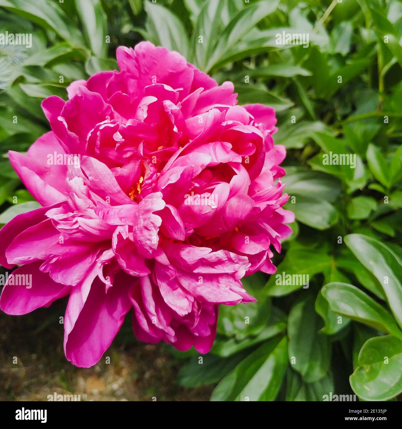 Luoyang peony hi-res stock photography and images - Alamy