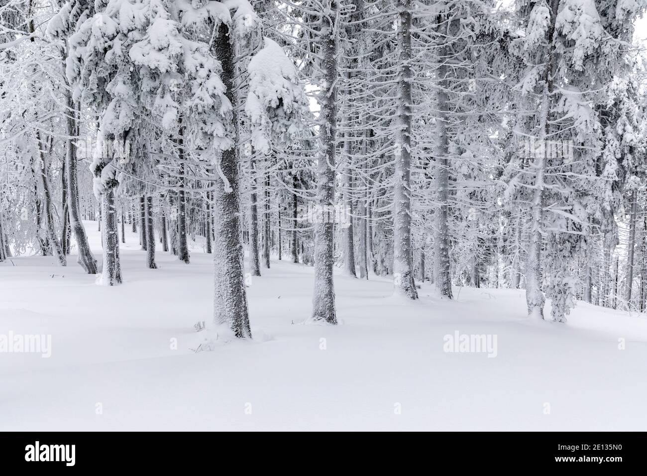 Tree trunks covered by snow hi-res stock photography and images - Alamy