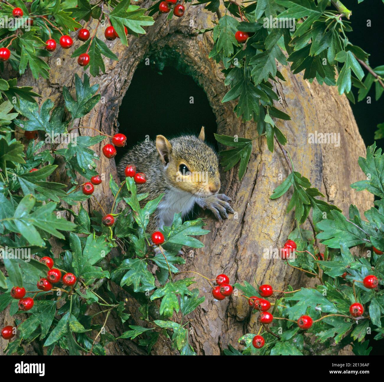 Grey Squirrel Sciurus carolinensis looking from hole in oak tree Stock ...