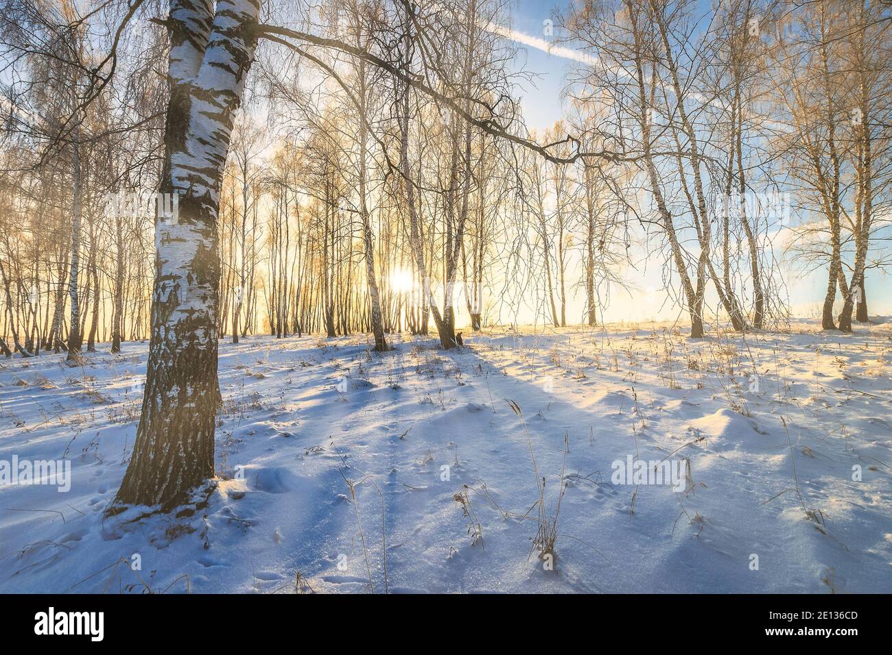 Sun rays streaming through tree trunks in a snow-covered birch grove on ...