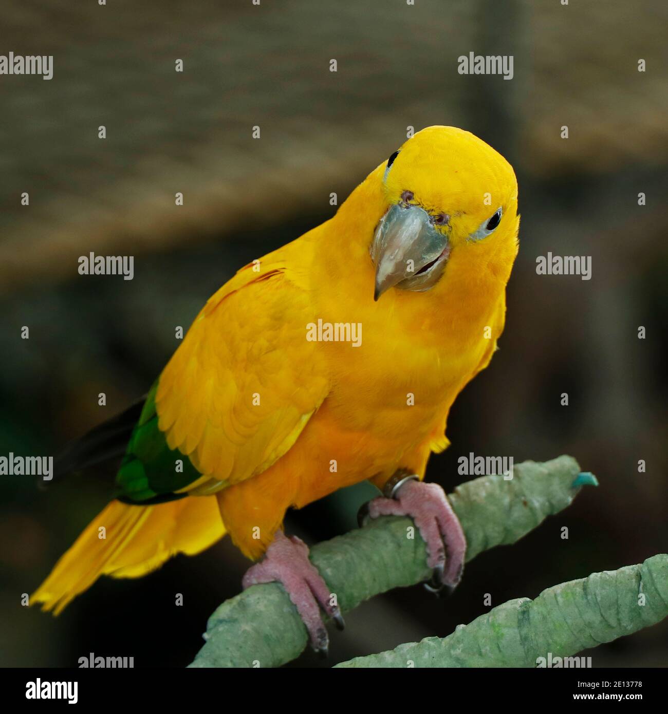 The golden parakeet bird or golden conure sitting on a branch Stock ...