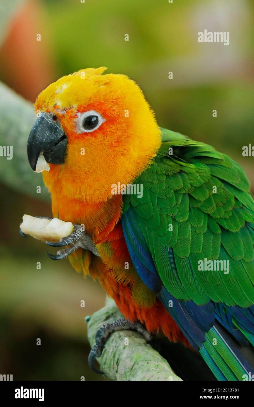Also known as the blue and gold macaw as pet hi-res stock photography ...