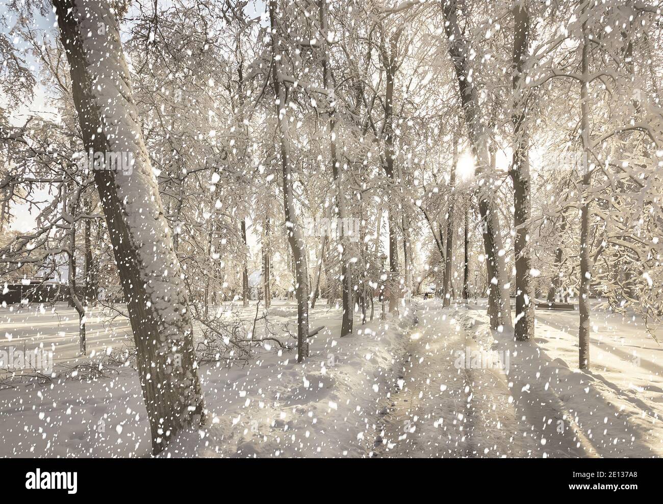 Strong snowfall in winter city park covered with snow on a sunny winter ...