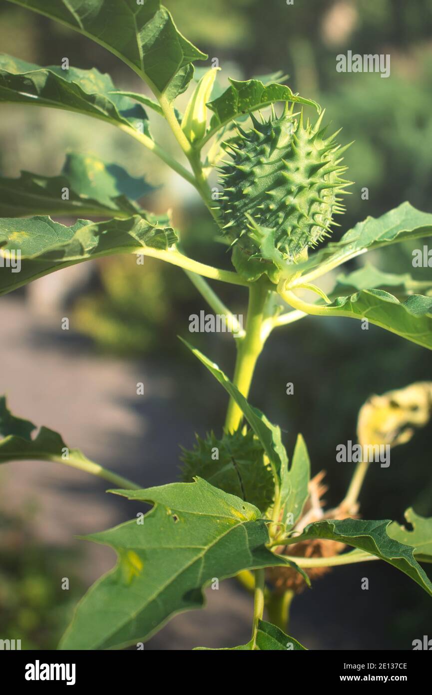 Green thorn apple, a poisonous plant with spiny capsule fruits growing ...