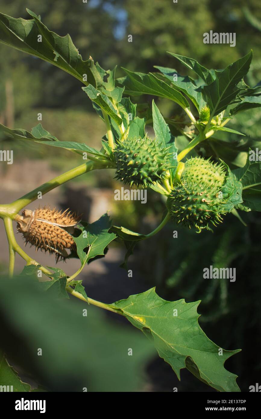Green thorn apple, a poisonous plant with spiny capsule fruits growing ...