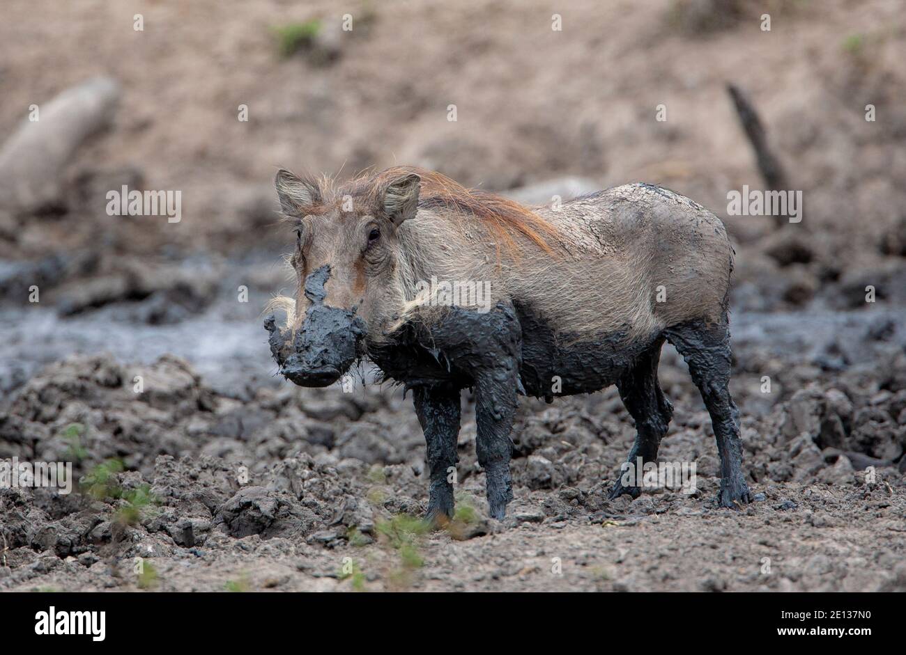 Happy warthog hi-res stock photography and images - Alamy
