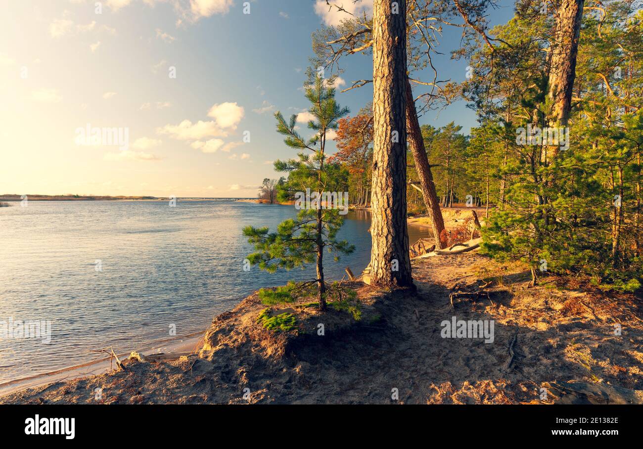 Pine trees in early autumn in the forest Stock Photo - Alamy