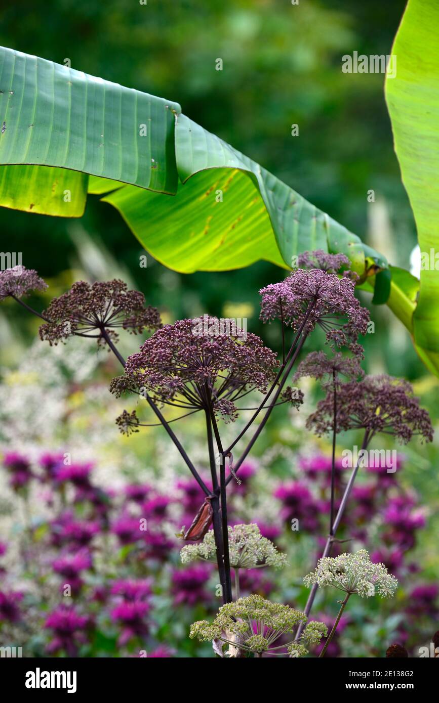 Angelica sylvestris purpurea Vicar’s Mead,Wild angelica,purple stems ...