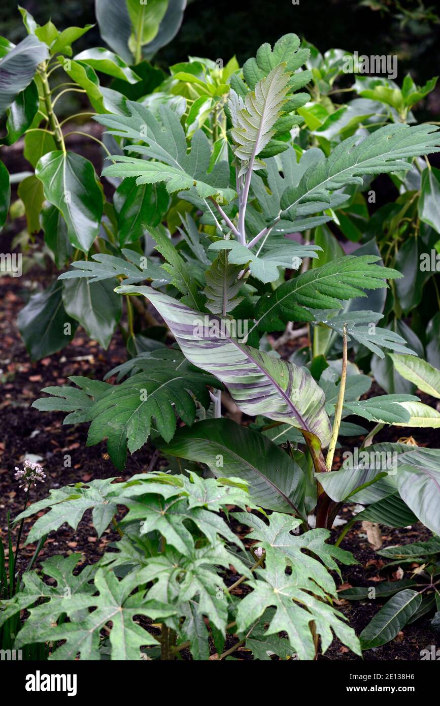 Tree canna hi-res stock photography and images - Alamy