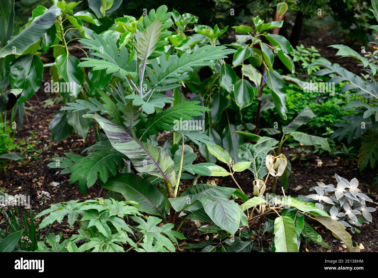 Bocconia frutescens,plume poppy,tree poppy,tree celandine,parrotweed ...
