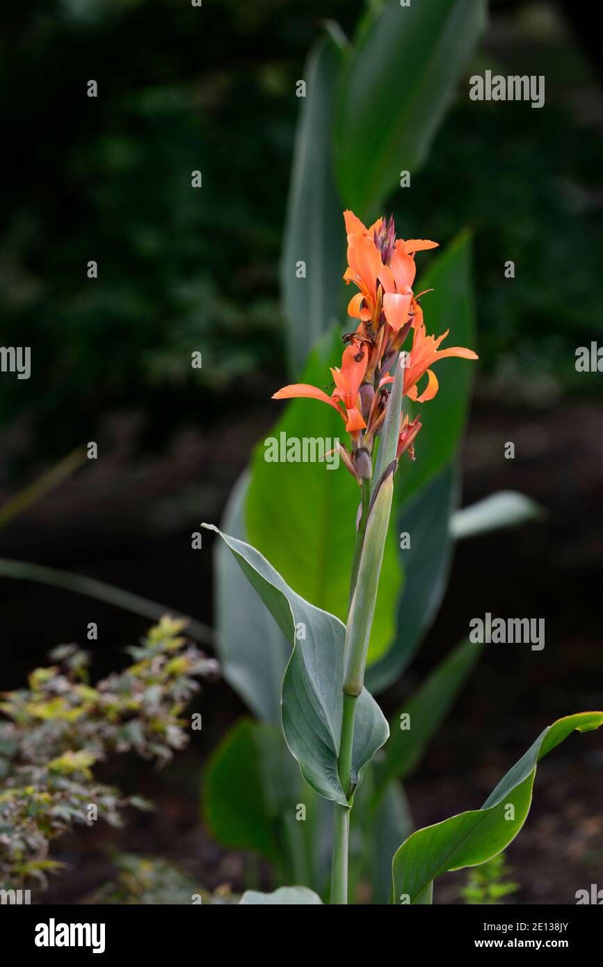 Glaucous leaves hi-res stock photography and images - Alamy