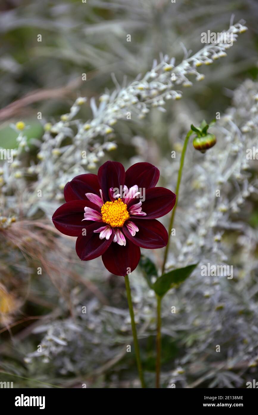 Dahlia Night Butterfly,collarette dahlias,purple cranberry white ...