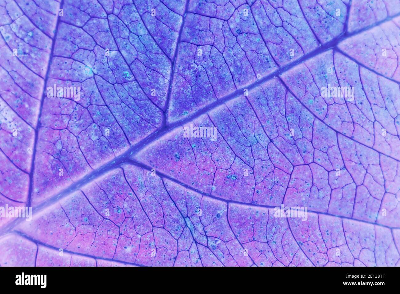 Close up Beautiful abstract leaf in neon light. Minimalism modern style ...