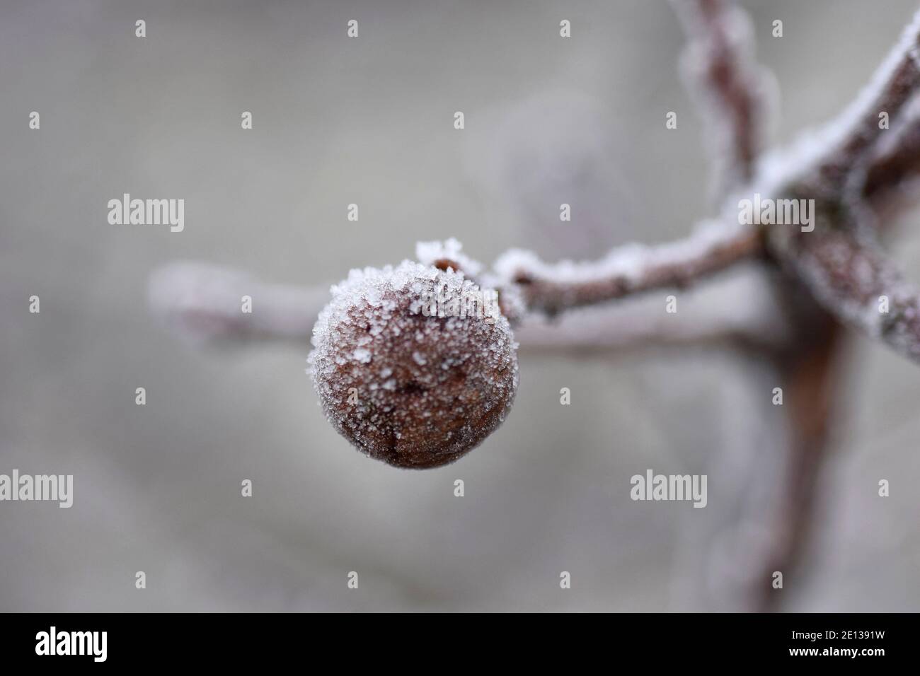 Frosted berry hi-res stock photography and images - Alamy