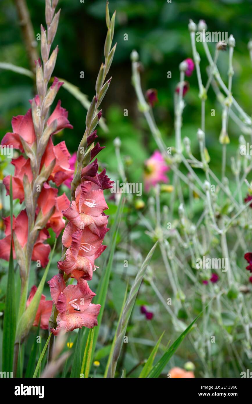 Flowering corm hi-res stock photography and images - Alamy
