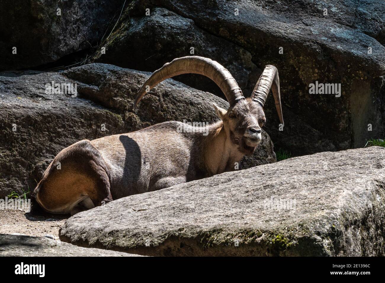 Male mountain ibex - capra ibex in the zoo Stock Photo - Alamy