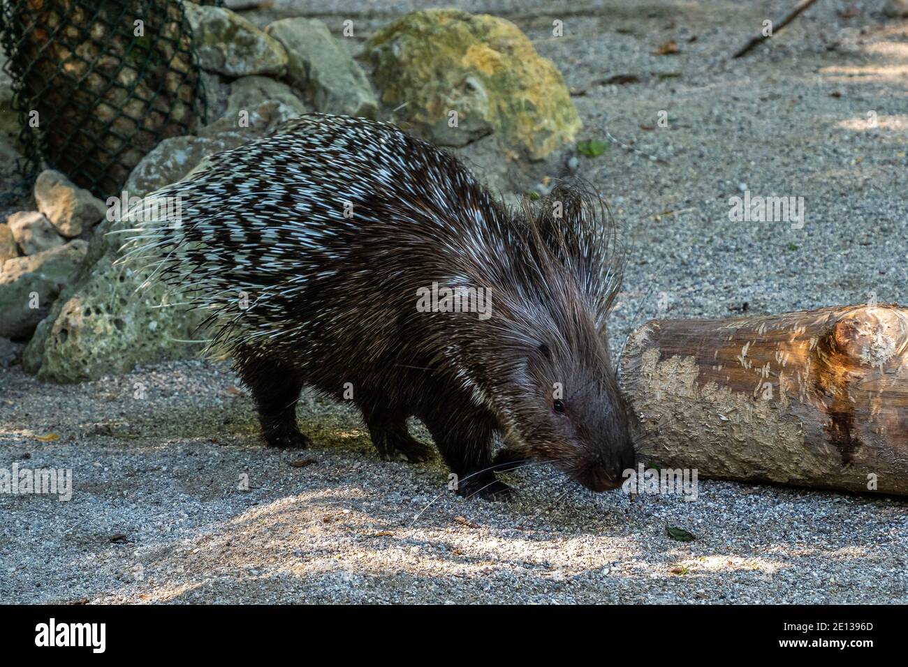 The Indian crested Porcupine, Hystrix indica or Indian porcupine, is a ...