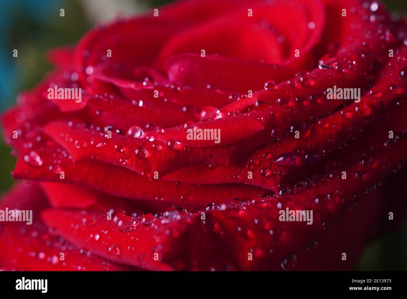 Red rose with water drops Stock Photo - Alamy