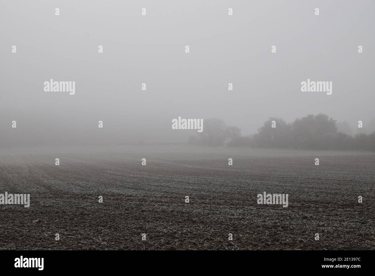 frosty field on a foggy morning, suffok, england, uk Stock Photo - Alamy