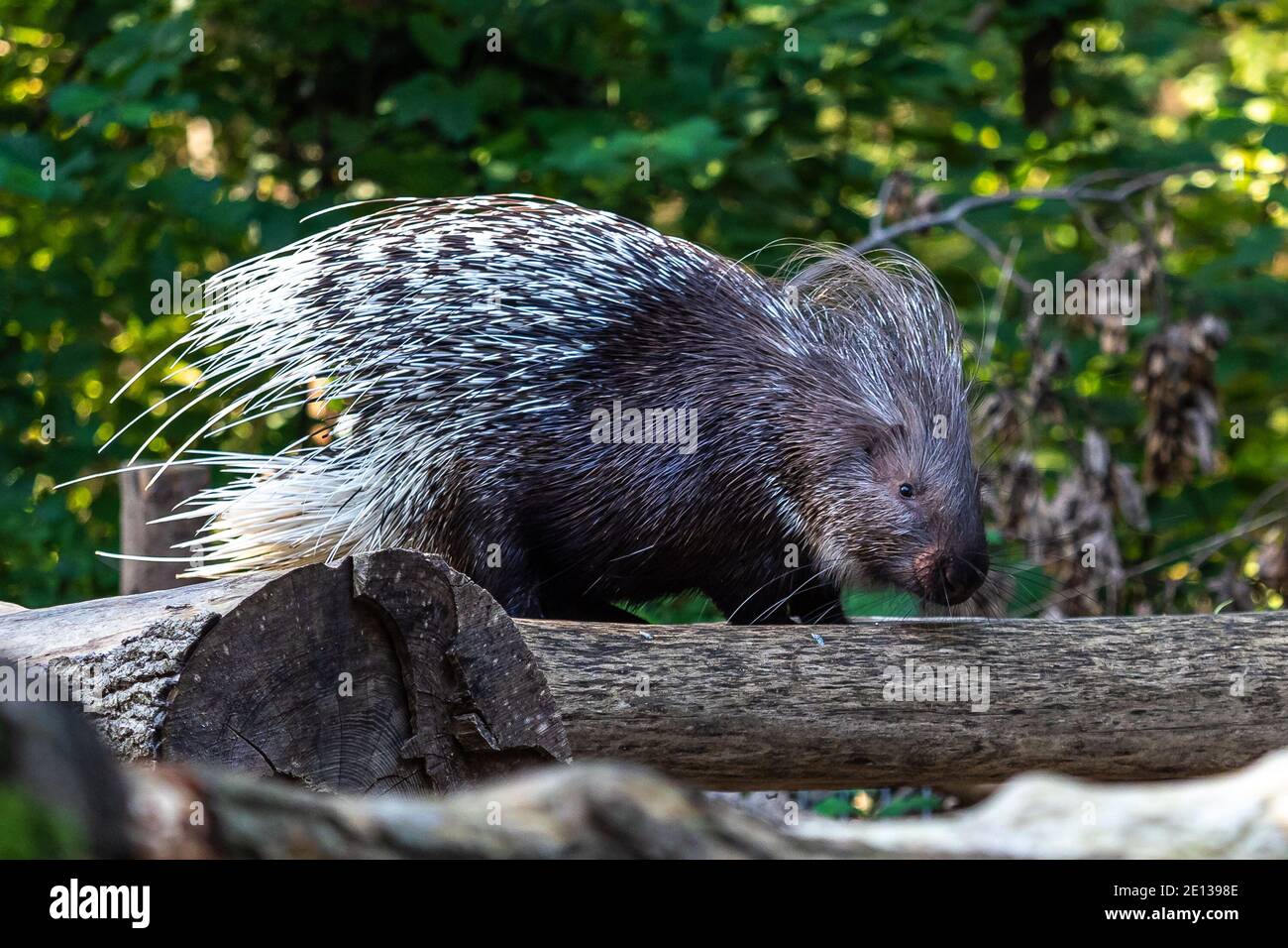 The Indian crested Porcupine, Hystrix indica or Indian porcupine, is a ...