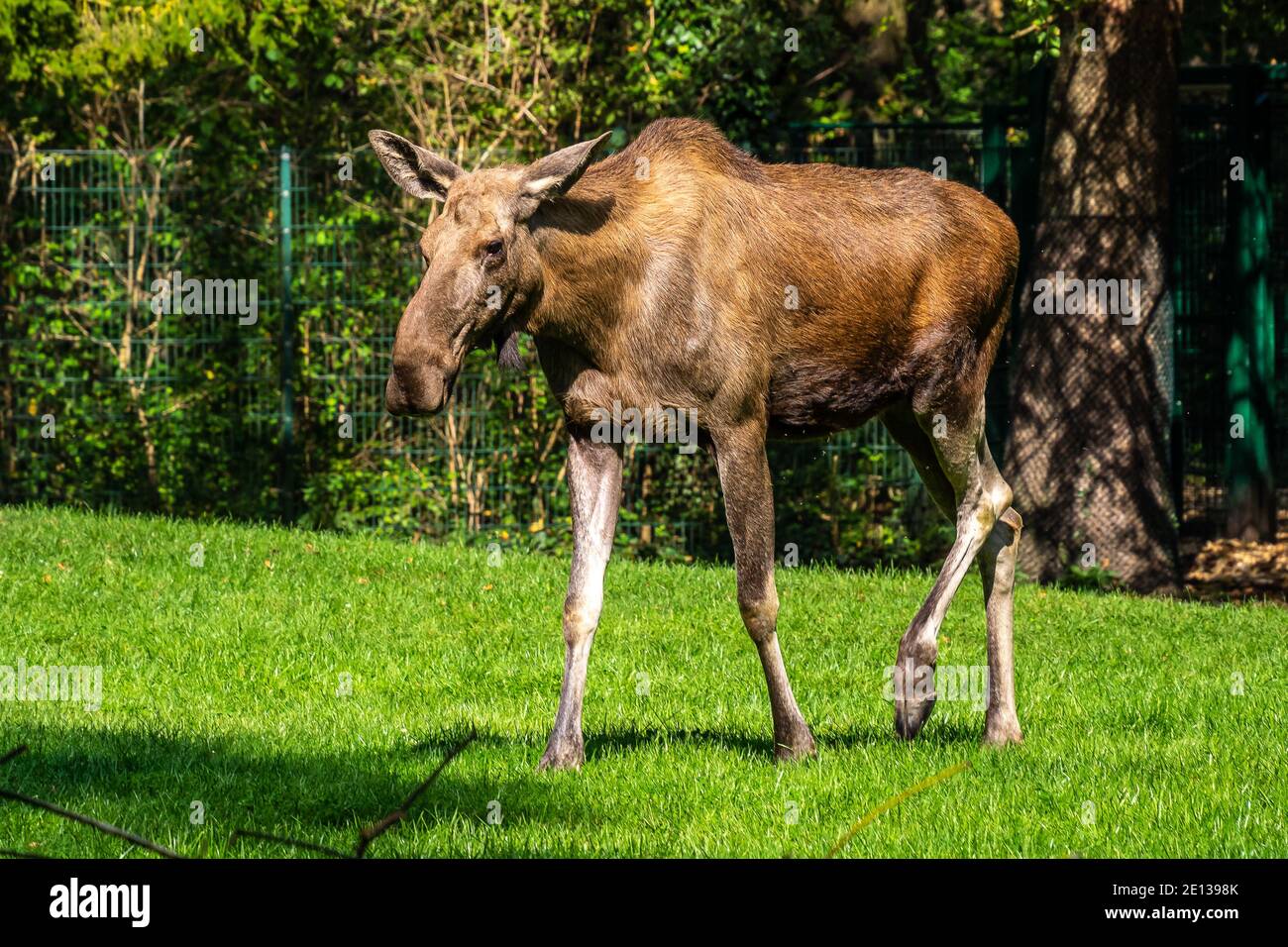 European Moose, Alces alces, also known as the elk. Wild life animal ...