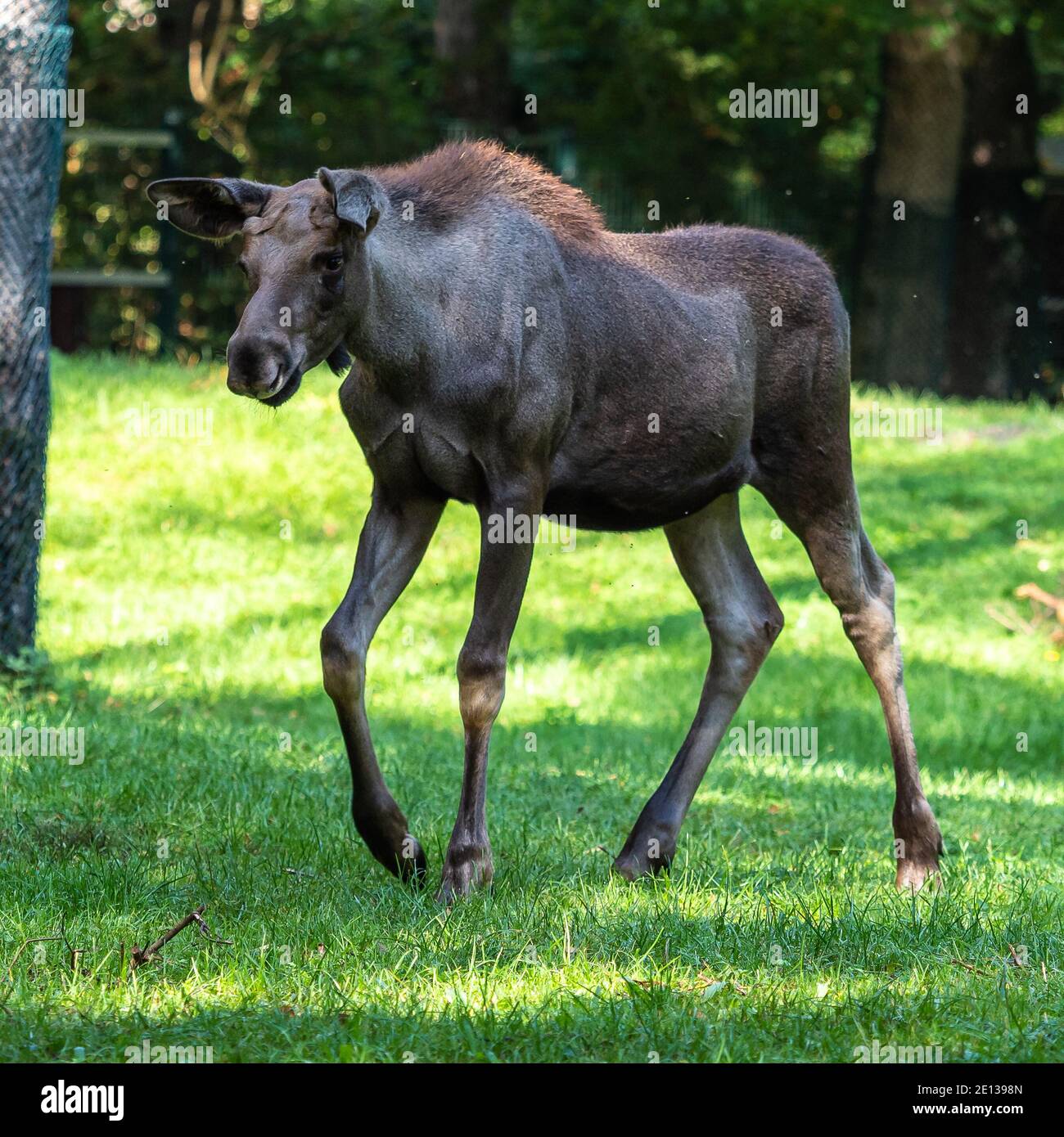 European Moose, Alces alces, also known as the elk. Wild life animal ...
