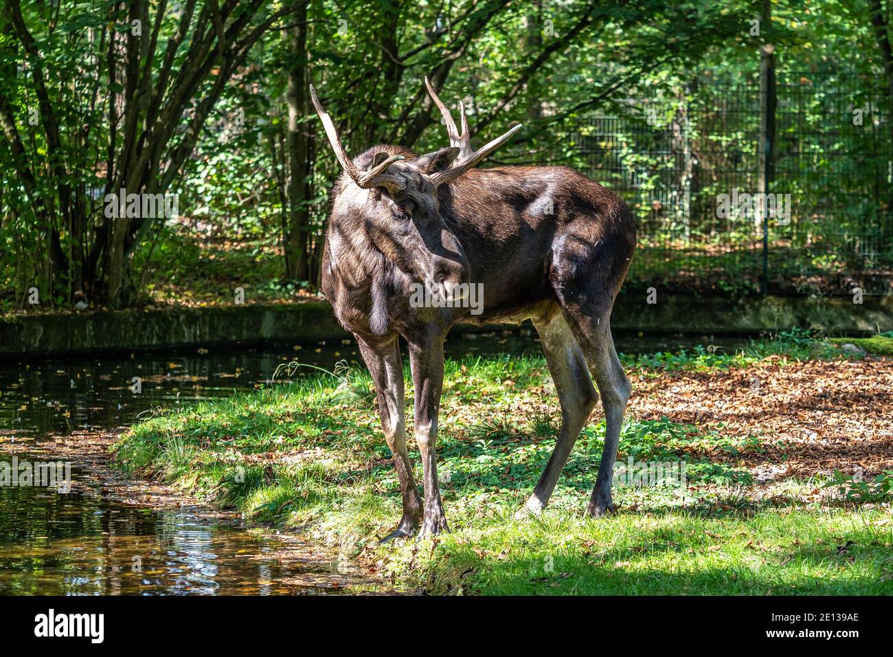 European Moose, Alces alces, also known as the elk. Wild life animal ...