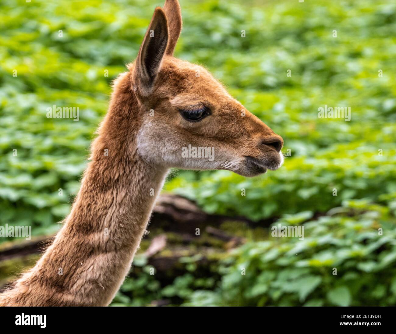 Vicunas, Vicugna Vicugna, relatives of the llama which live in the high ...