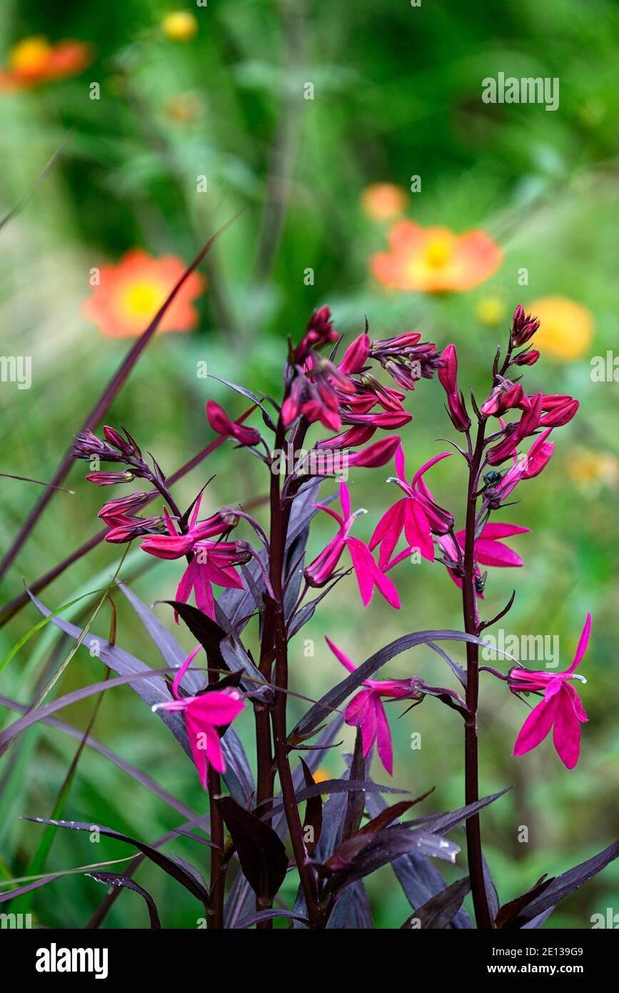 Lobelia x speciosa Russian Princess,shocking pink flowers,flower ...