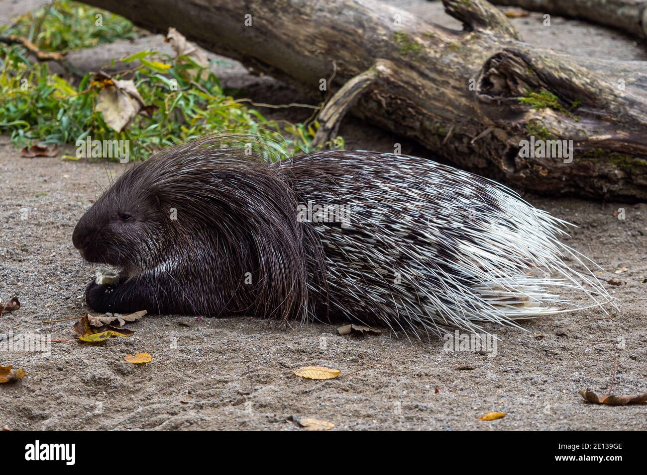 The Indian crested Porcupine, Hystrix indica or Indian porcupine, is a ...