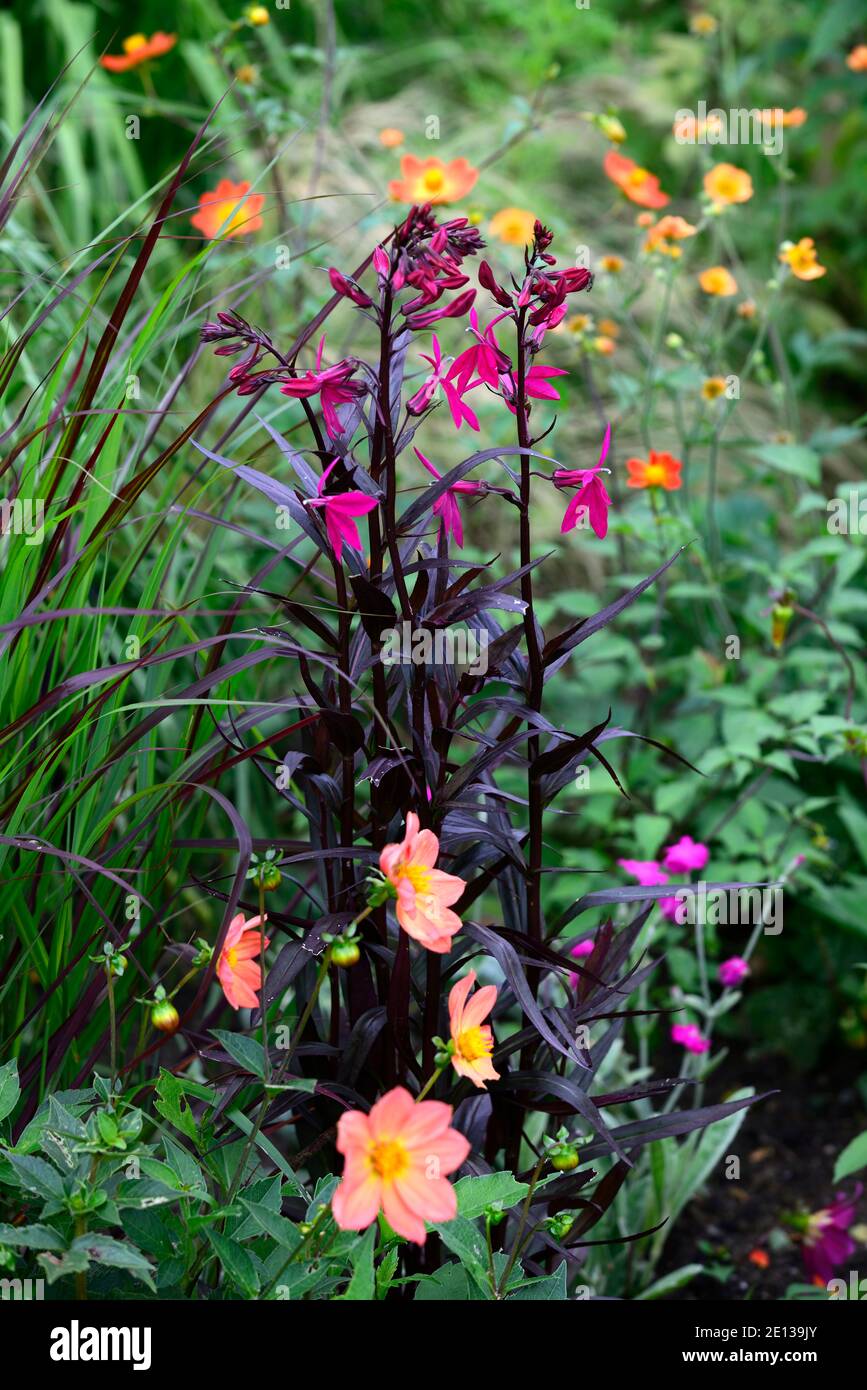 Lobelia x speciosa Russian Princess,shocking pink flowers,flower ...