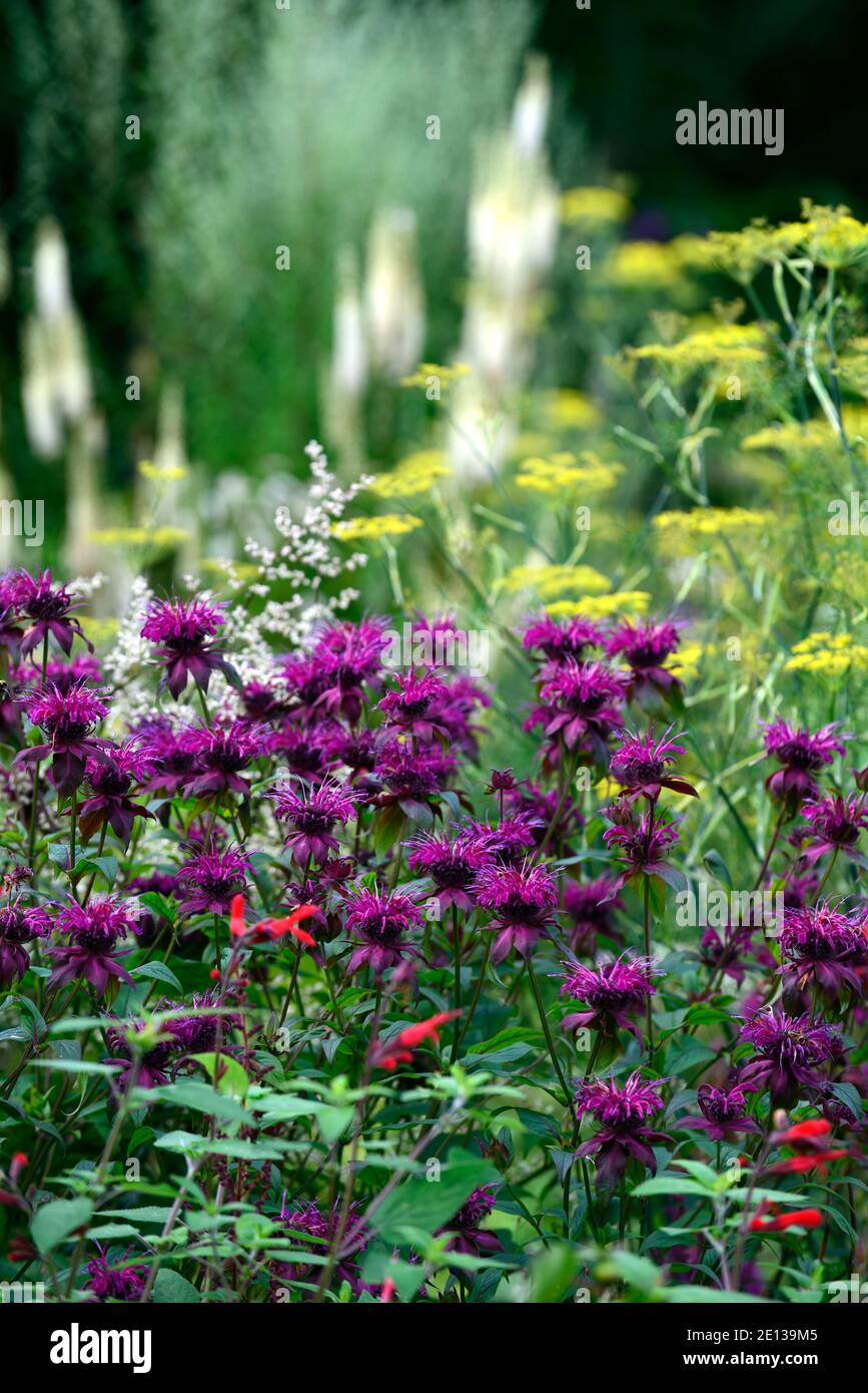 Monarda On Parade, magenta flowers,flower,flowering,perennial,garden ...