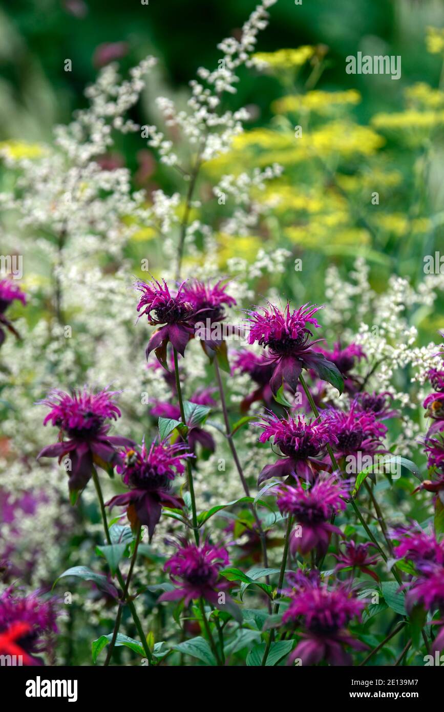 Monarda On Parade, magenta flowers,flower,flowering,perennial,garden ...