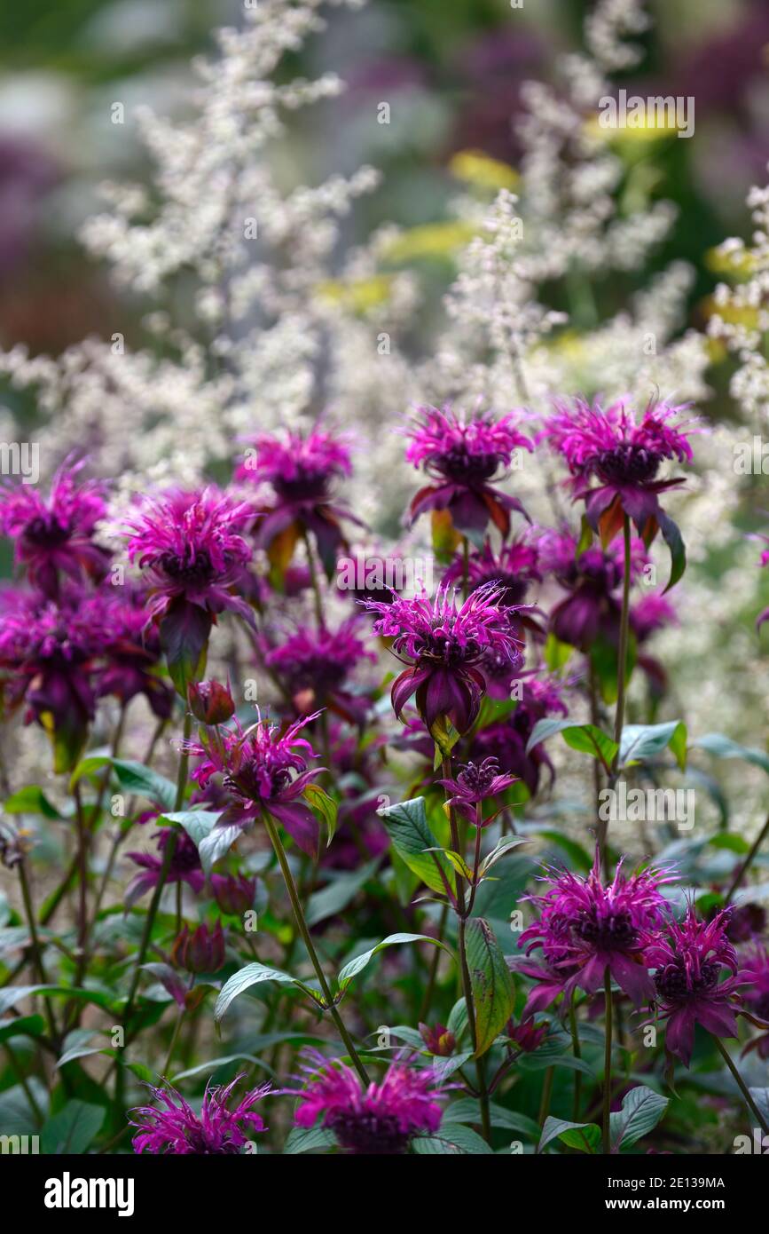 Monarda On Parade, magenta flowers,flower,flowering,perennial,garden ...