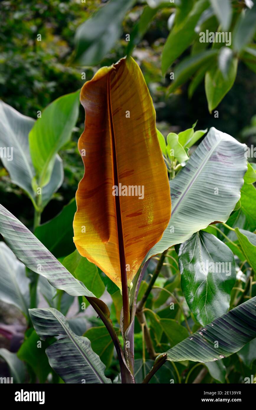 Tropical planting scheme hi-res stock photography and images - Alamy