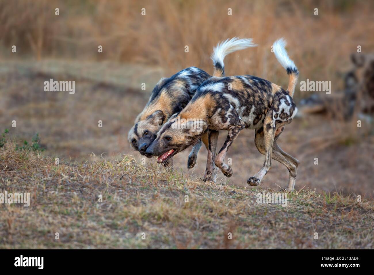 African wilddogs hi-res stock photography and images - Alamy