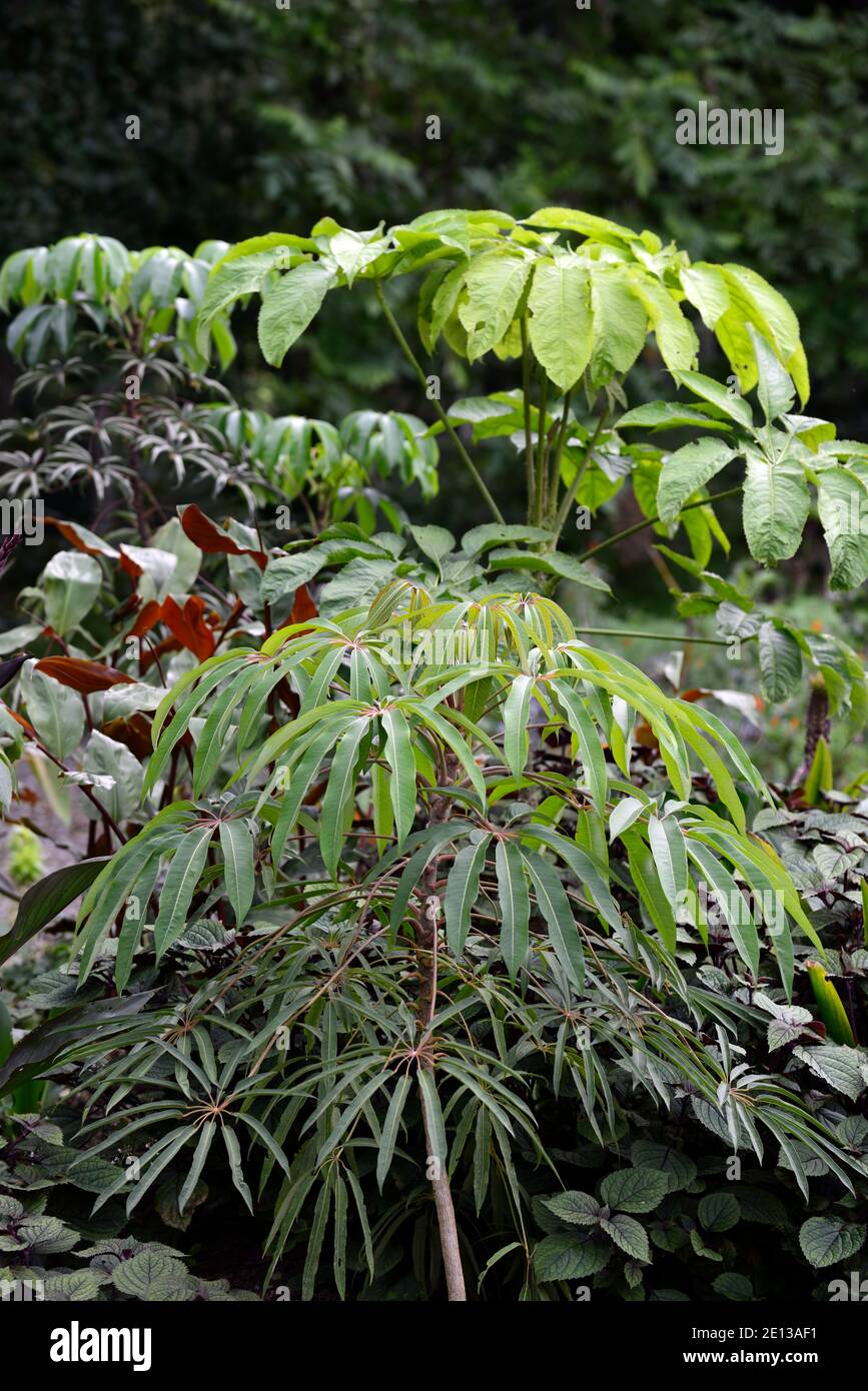 Schefflera sp from yunnan hi-res stock photography and images - Alamy