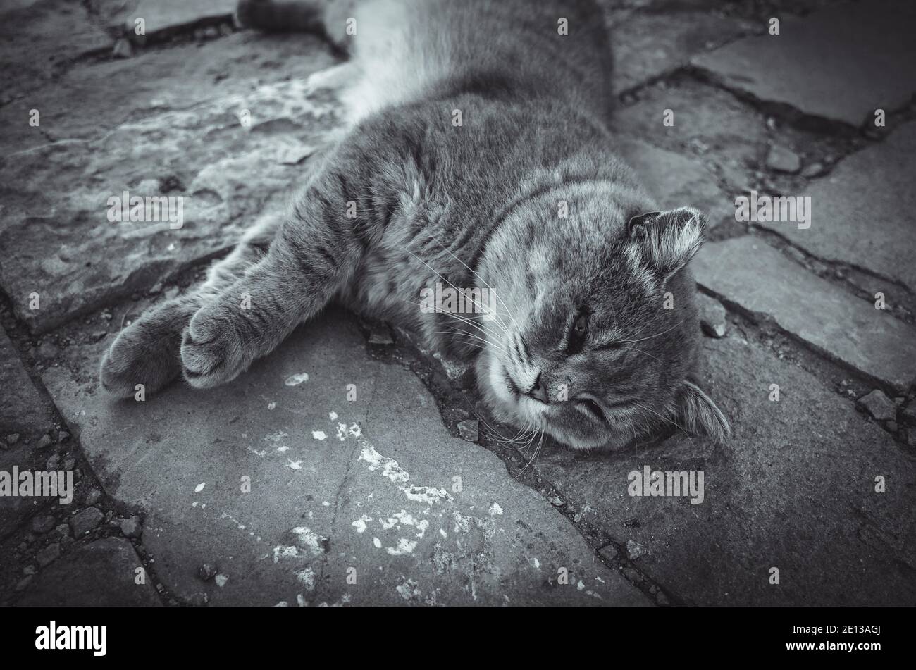 Exhausted cute cat is resting. Black and white Stock Photo - Alamy