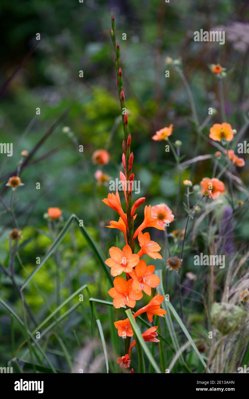Watsonia pyramidata Peach Glow,Bugle lily,orange,flower,flowers,spike ...