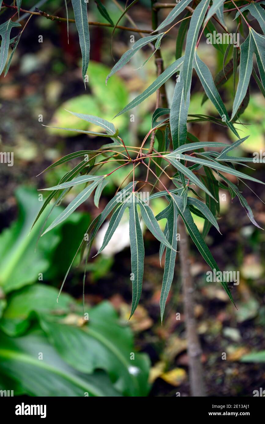 Nothopanax delavayi leaves hi-res stock photography and images - Alamy