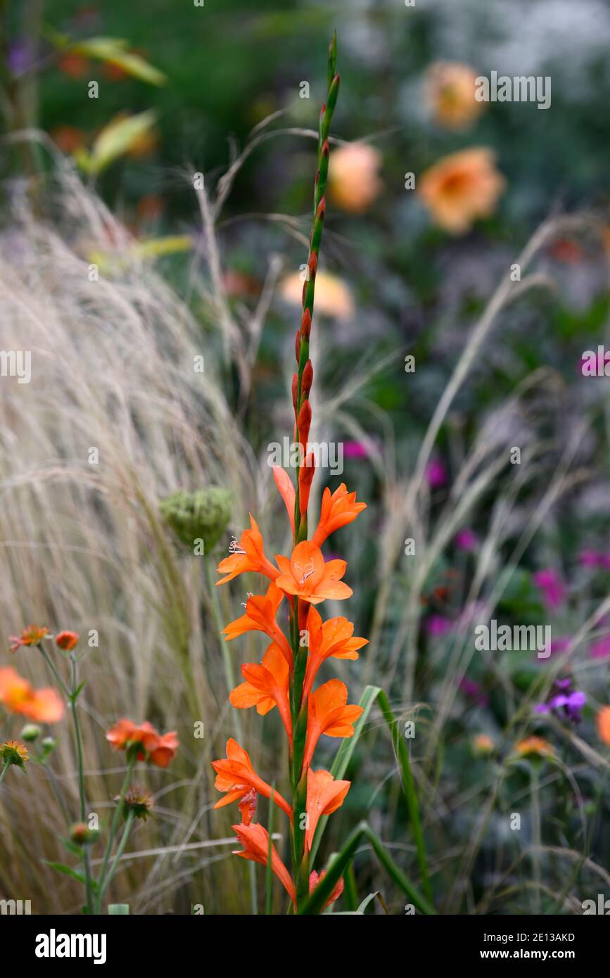 Flowers with spikes hi-res stock photography and images - Alamy