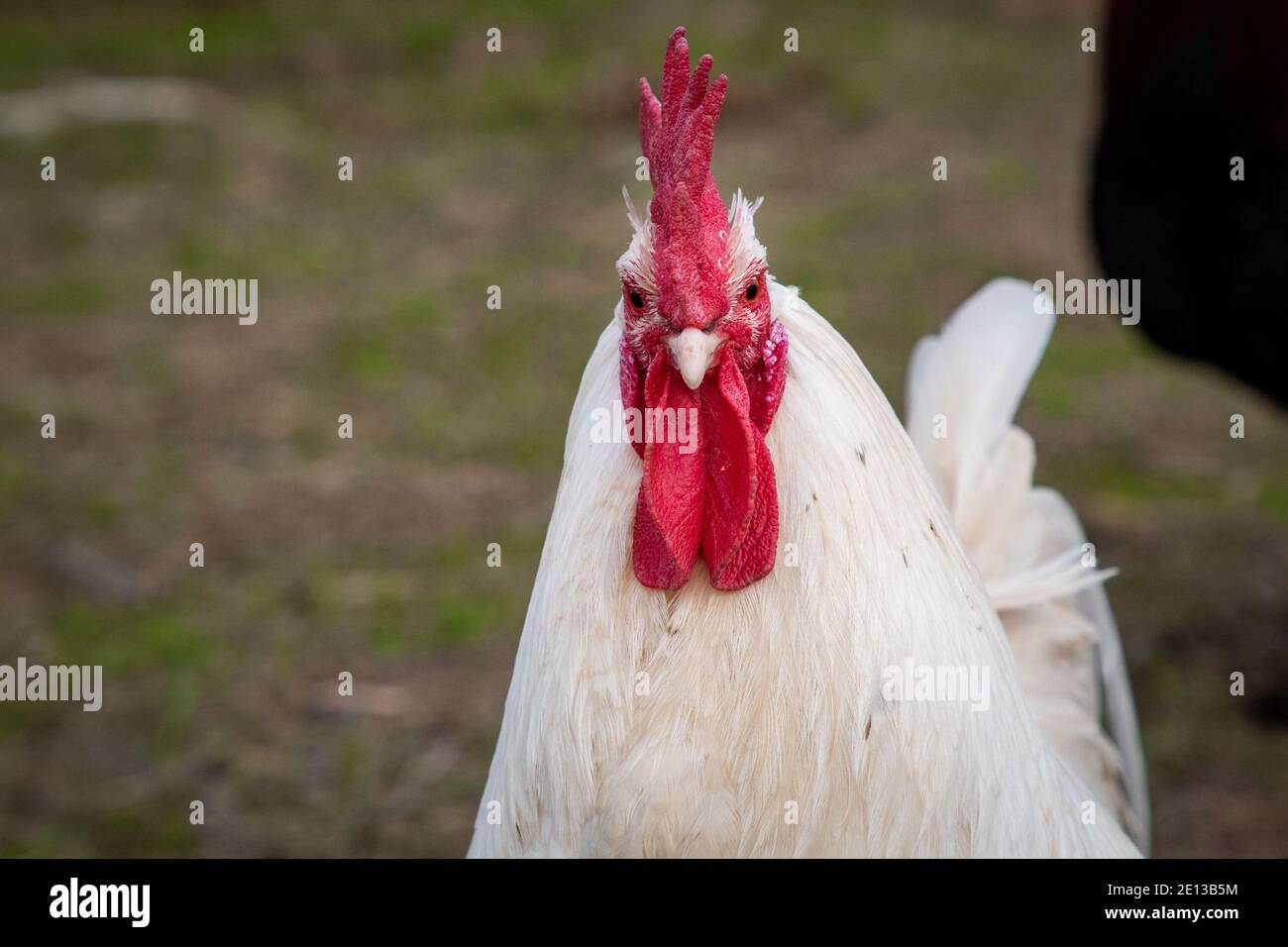 A white roster posing for it's Portrait Stock Photo - Alamy