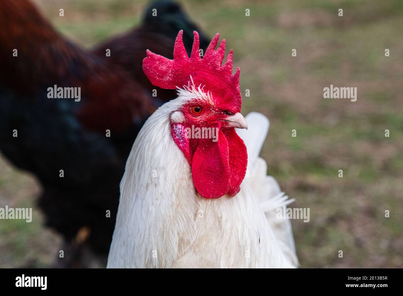 A white roster posing for it's Portrait Stock Photo - Alamy