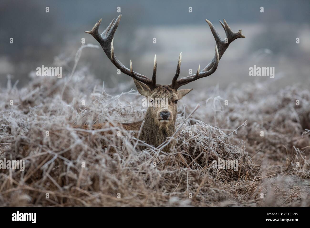 Thames Wildlife High Resolution Stock Photography and Images - Alamy