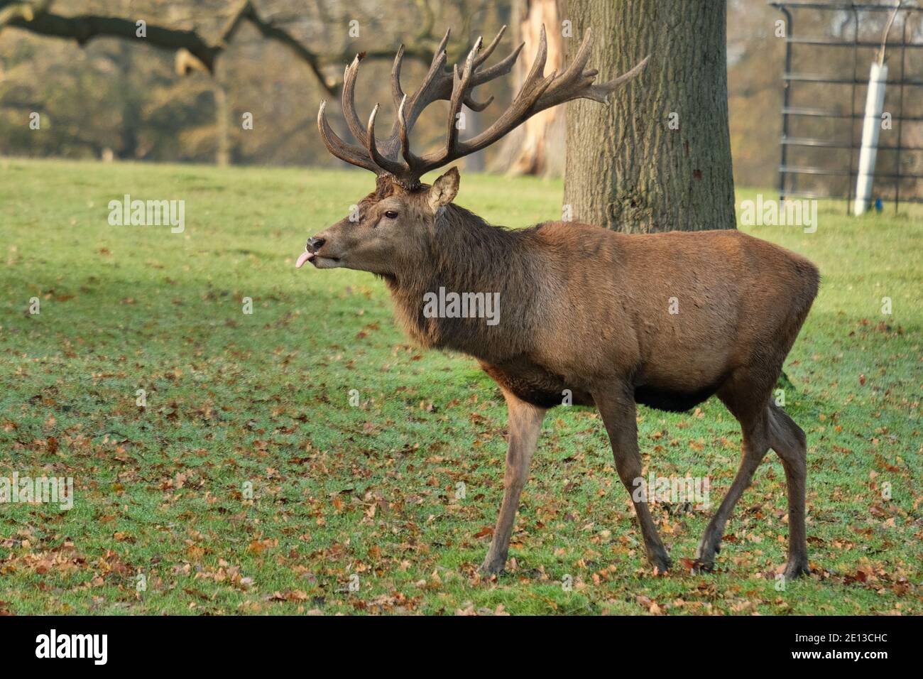 Largest british wild animal hi-res stock photography and images - Alamy
