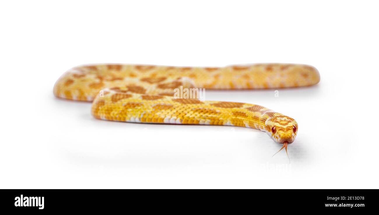 Cornsnake hi-res stock photography and images - Alamy