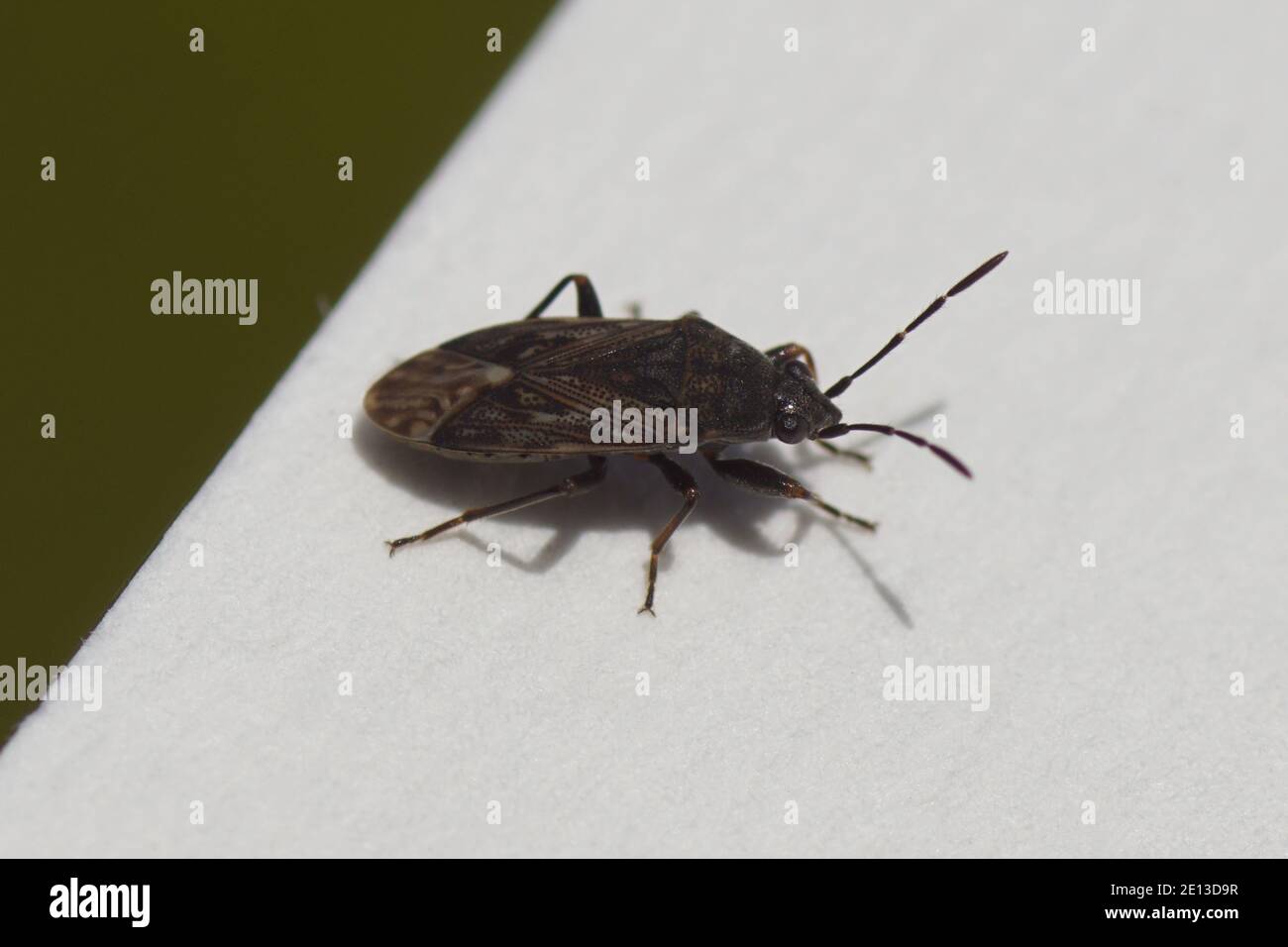 Ground bugs hi-res stock photography and images - Alamy