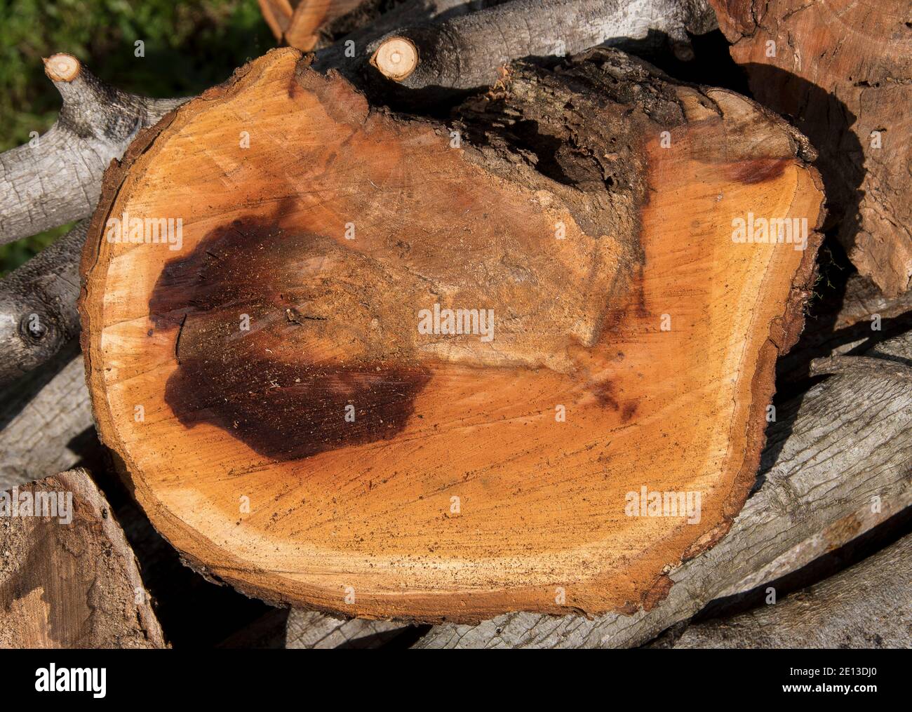 Sawn log of avocado tree in an orchard in Queensland, Australia ...